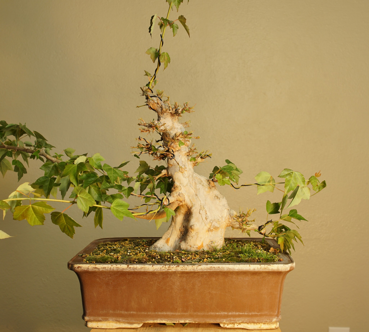 Good Bonsai Takes Time + Penjing vs Bonsai – justBonsai