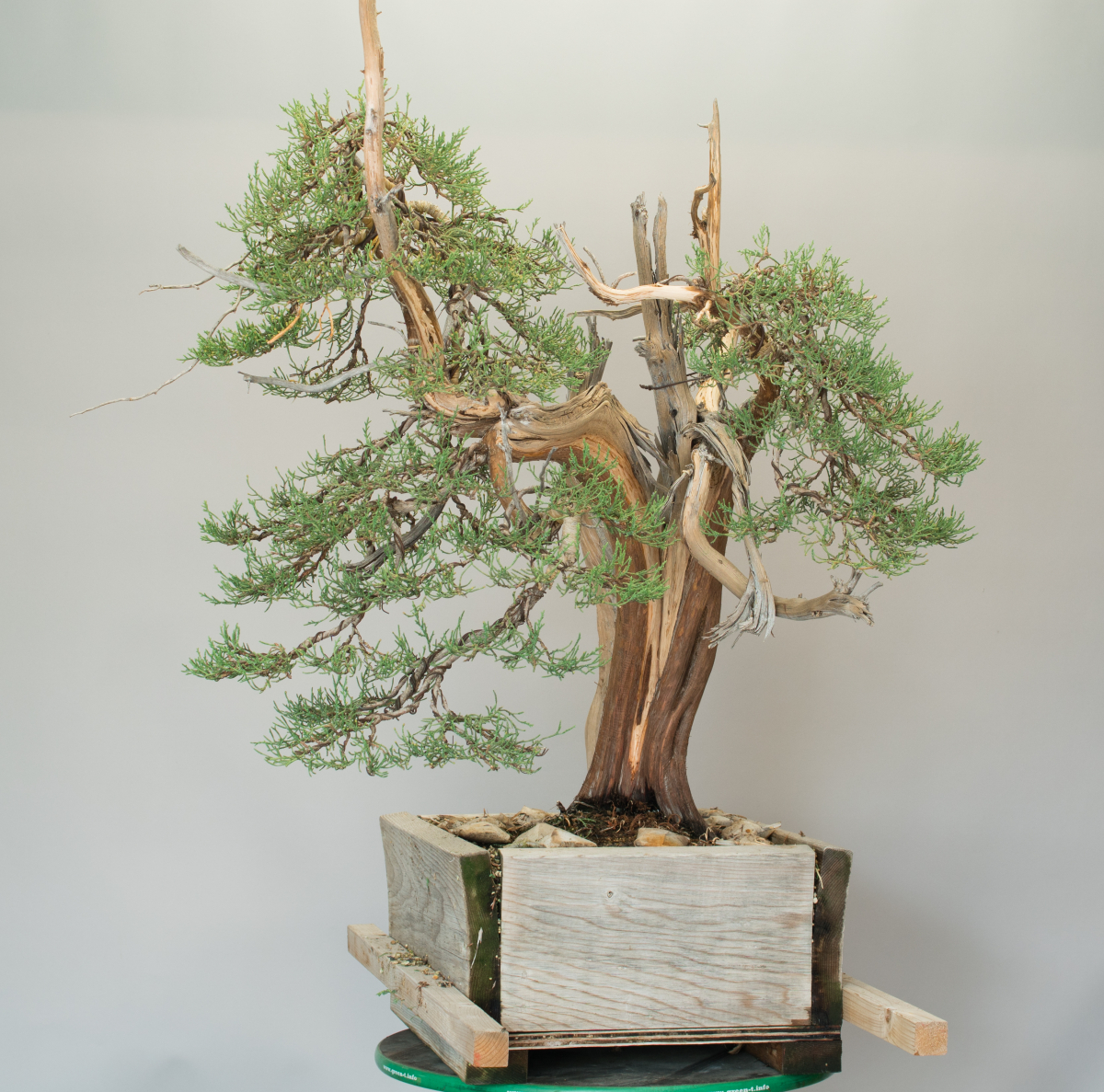 justBonsai – Julian Tsai Bonsai